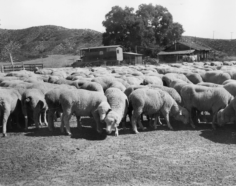 SCVHistory.com US8391 | Newhall Ranch | Flock of Sheep on the Newhall ...